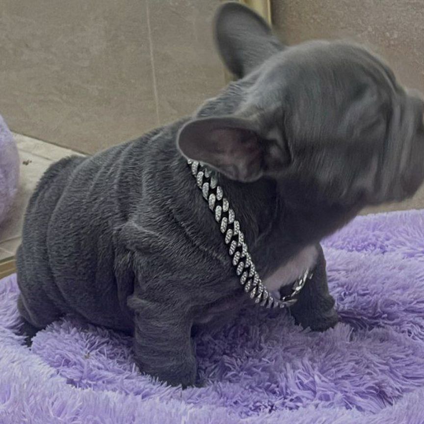 Французский бульдог, щенок