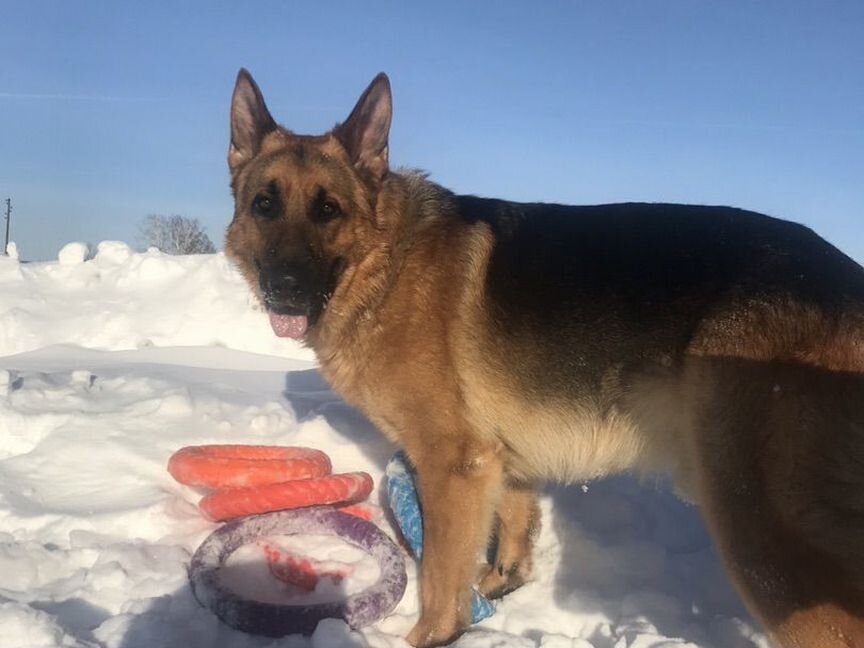 Немецкая овчарка вязка