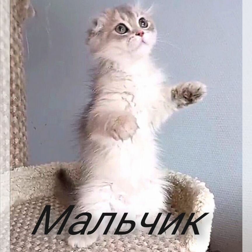 Золотая и серебряная шиншилла
