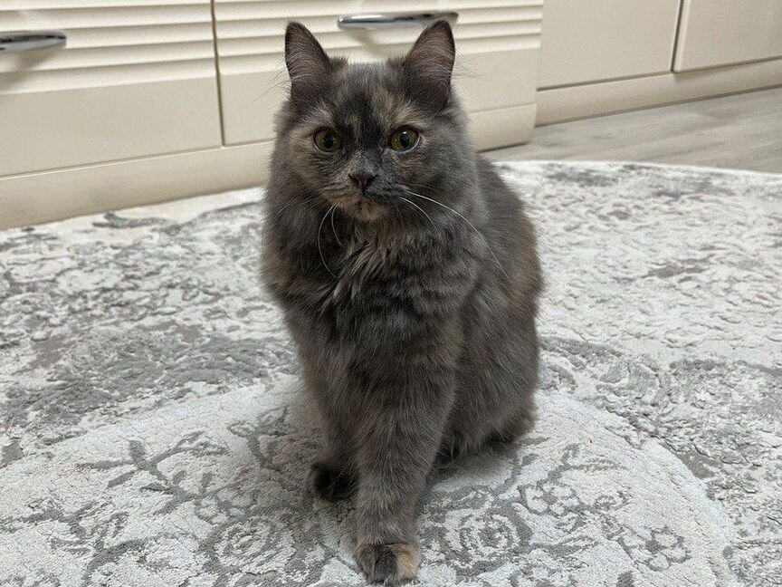 Кошечка 6 месецев в лучшие руки