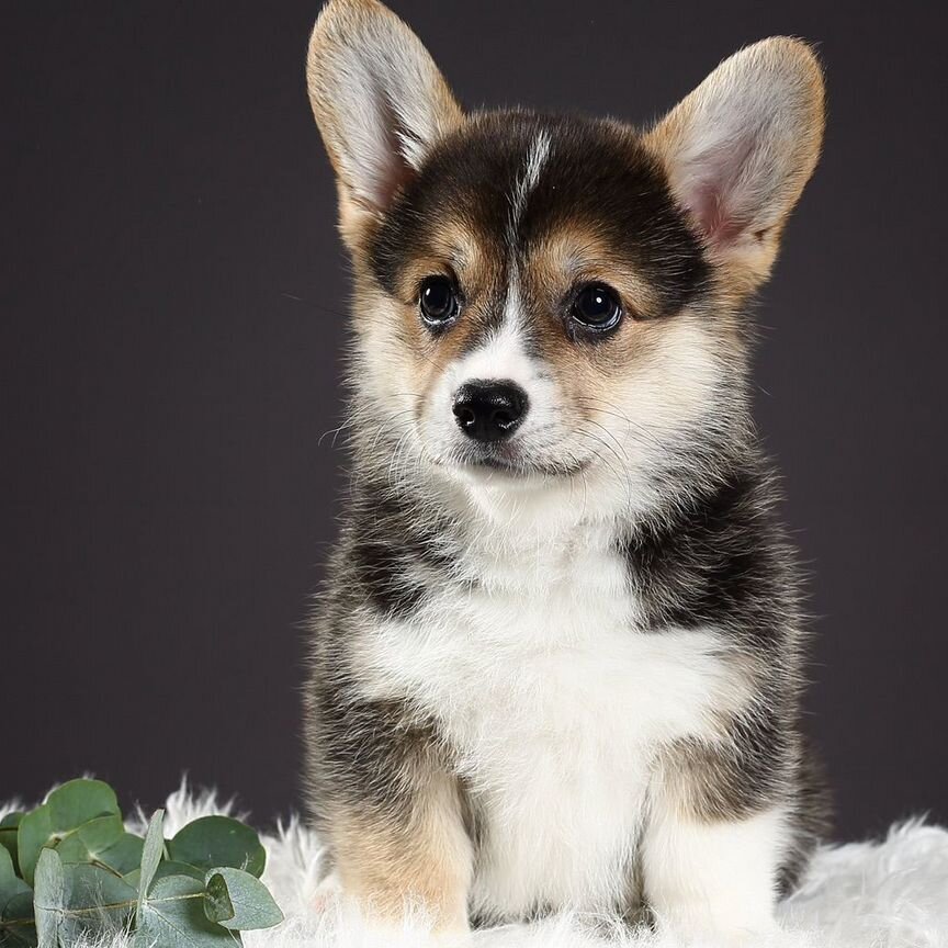 Вельш Корги Пемброк, щенок