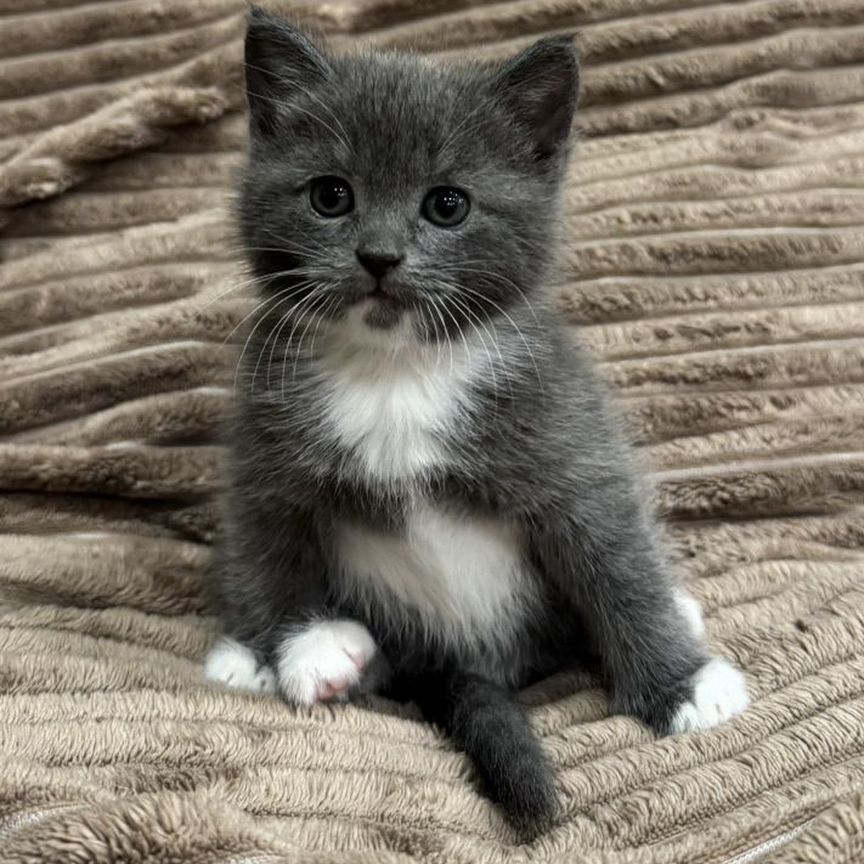 Британский короткошёрстный котёнок
