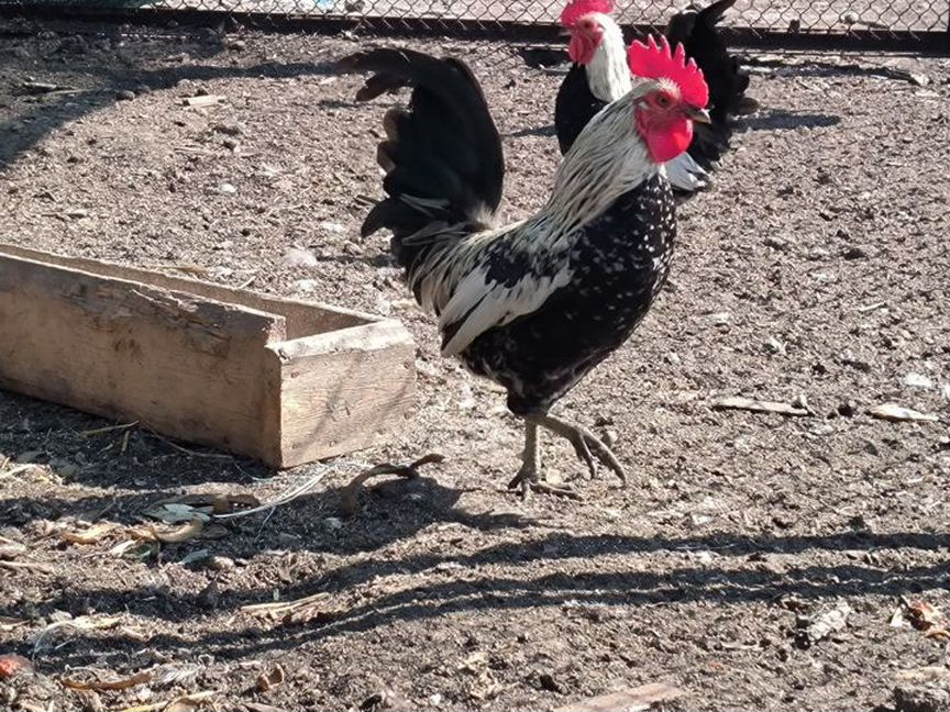 Декоративные карликовые куры