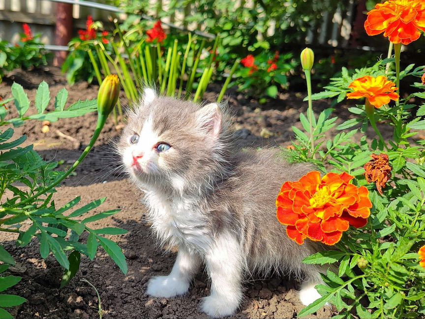 Котята помесь британская+персидский