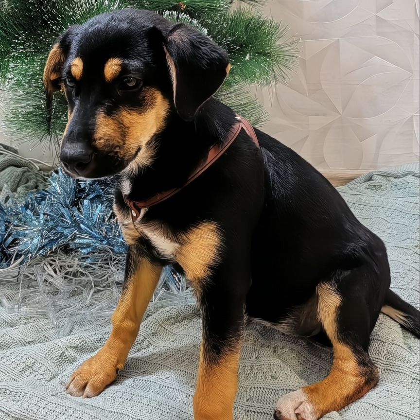 Щенок в добрые руки