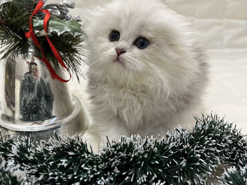 Шотландские мишки