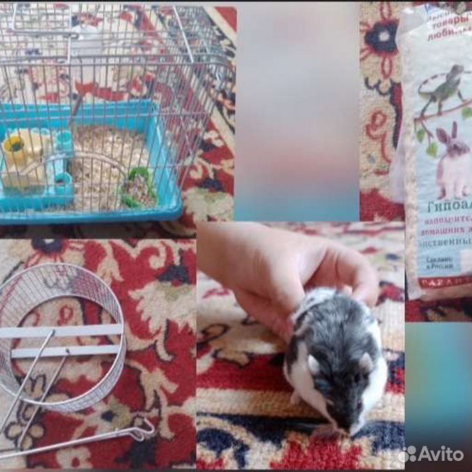 Хомяк Джунгурский это всё продаётся как комплект