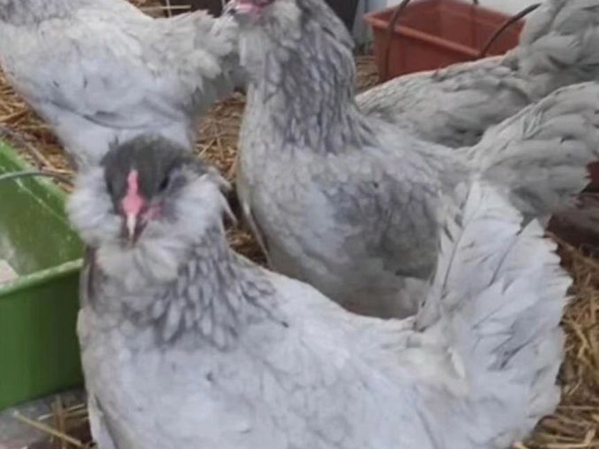 Курица молодка