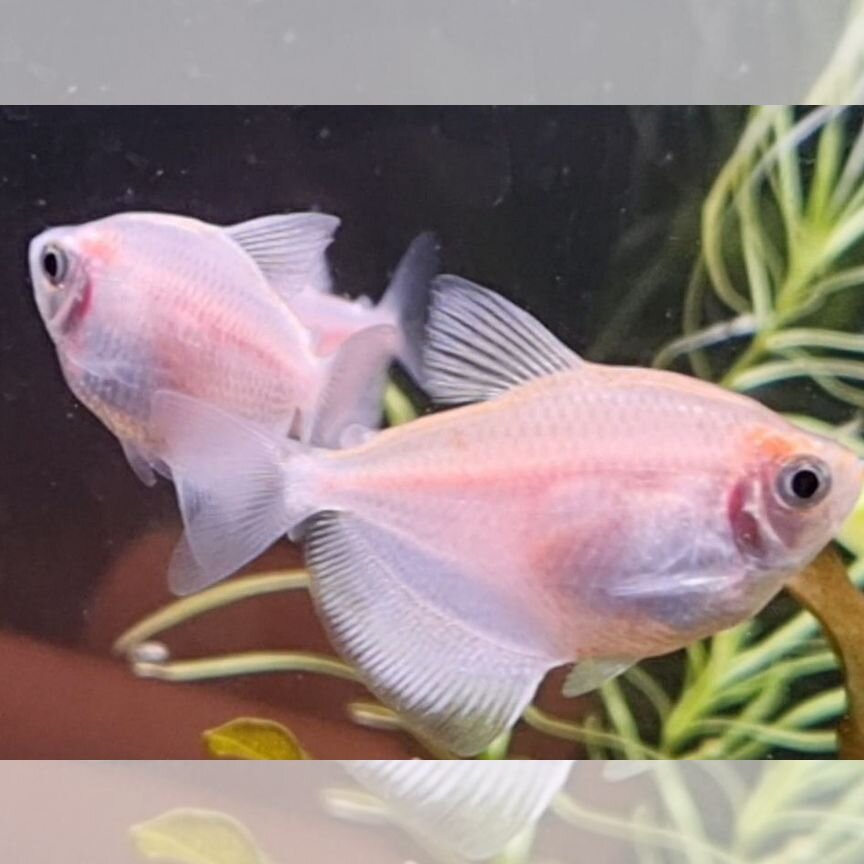 Аквариумные рыбки, рак мексиканский