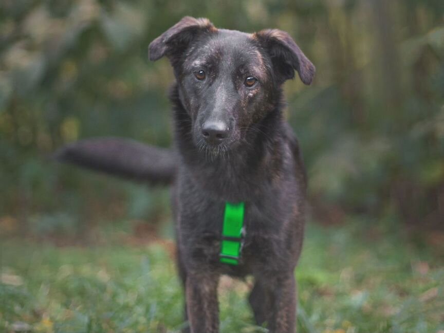 Собака в добрые руки. Невероятная Глори ищет дом