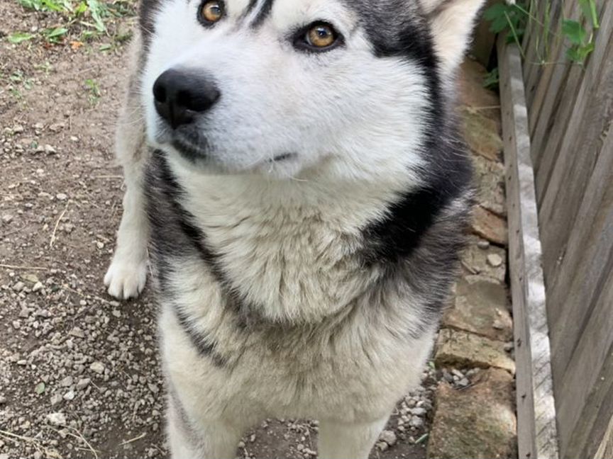 Кобель хаски для вязки