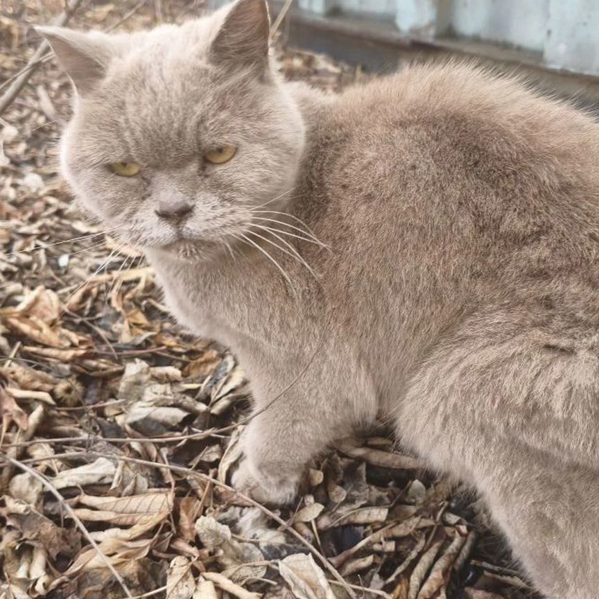 Британский короткошёрстный, взрослый кот