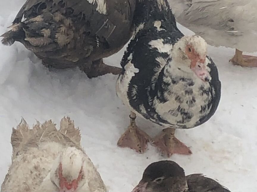 Мускусные утки