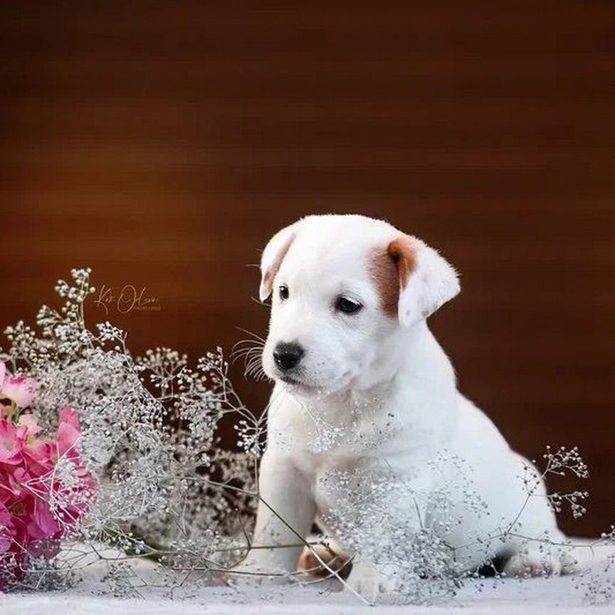 Щенки джек Рассел терьер гладкошерстный