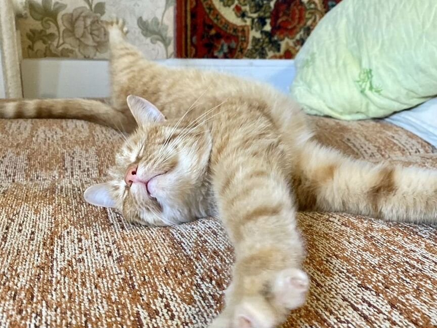 Рыжий котик