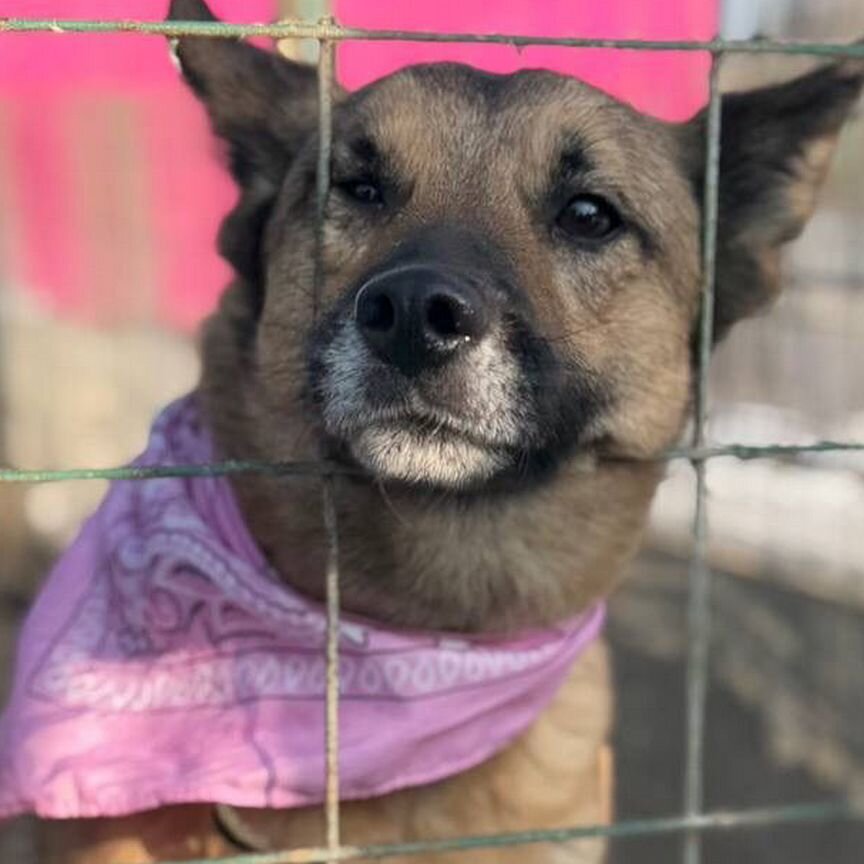 Молодая веселая среднего размера Ларочка ищет дом