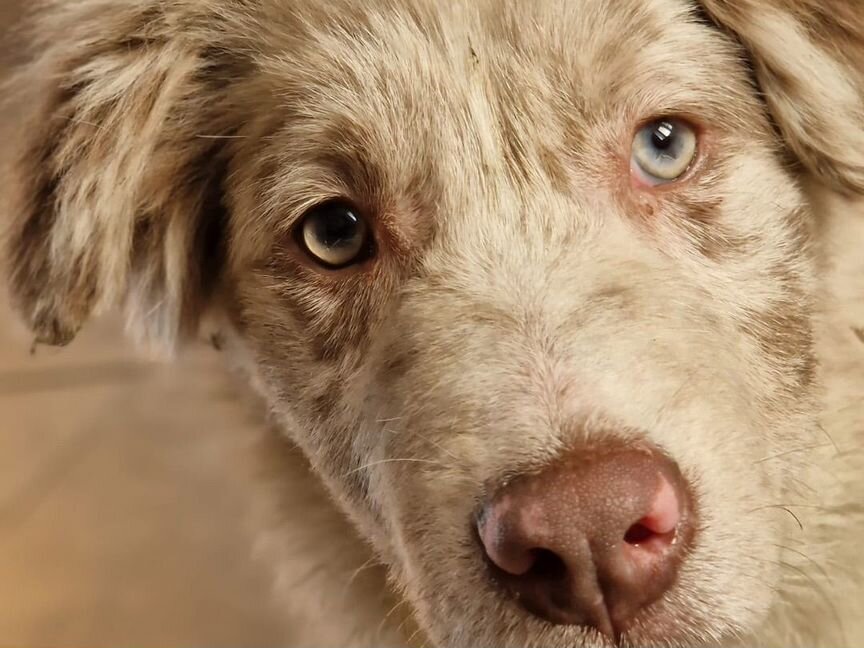 Бордер колли кобель 4 месяца