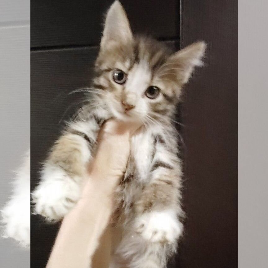 Као-мани котёнок