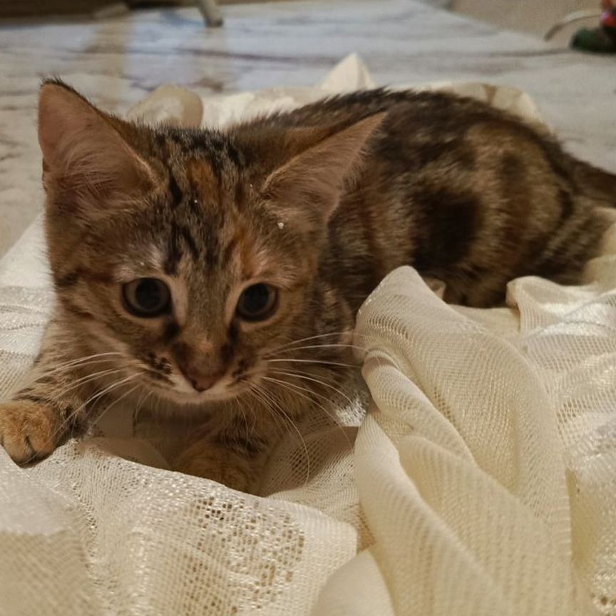 Котёнок в добрые руки