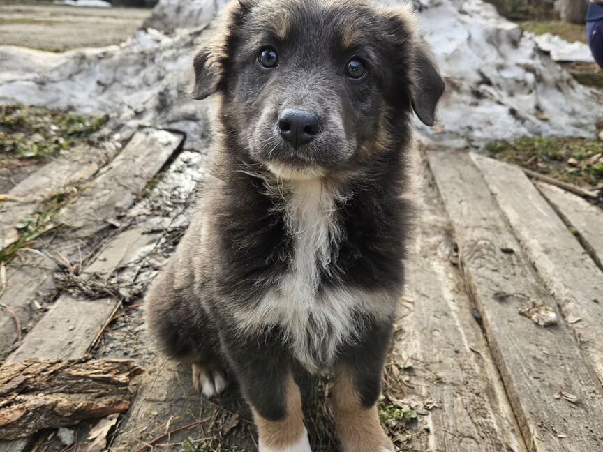 Собака в добрые руки