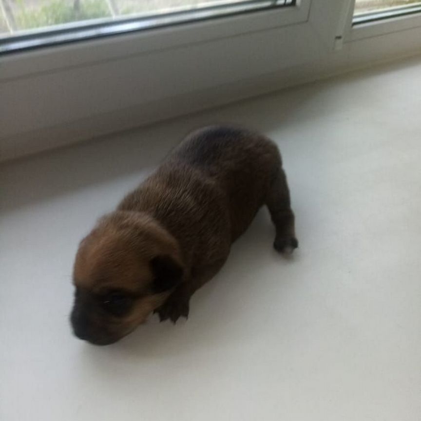 Щенок той-терьер