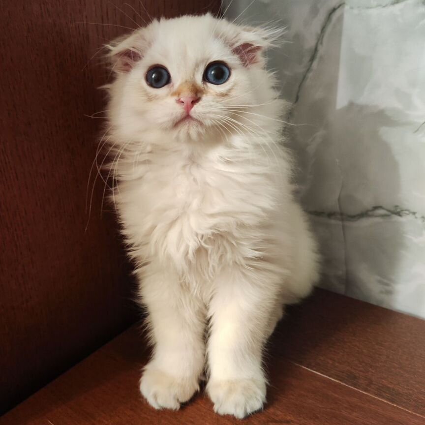 Шотландский котенок скоттиш фолд
