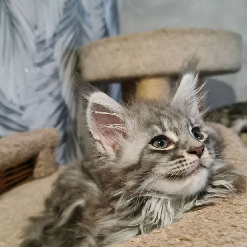 Мейн-кун котёнок девочка