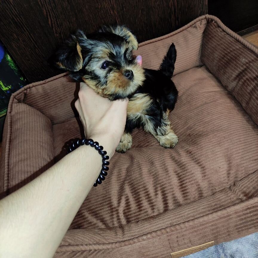 Щенок йорка мальчик