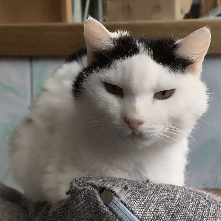 Кошка Триша
