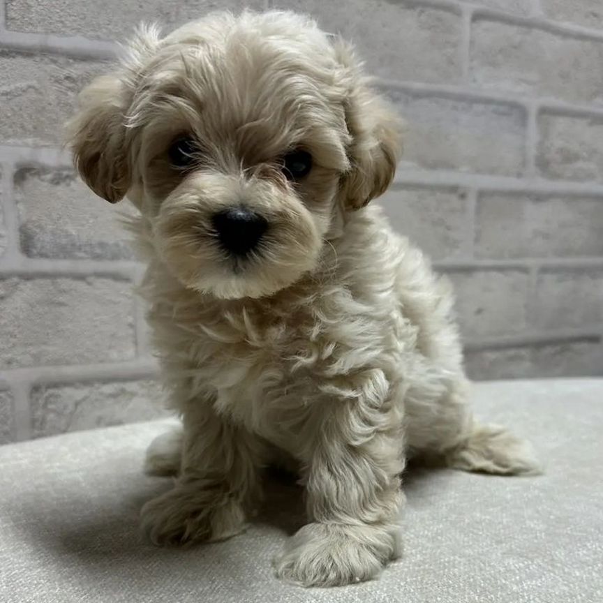 Мальтипу, щенок