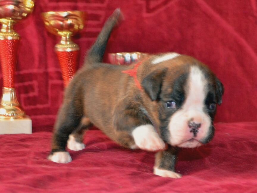 Щенки боксерятки