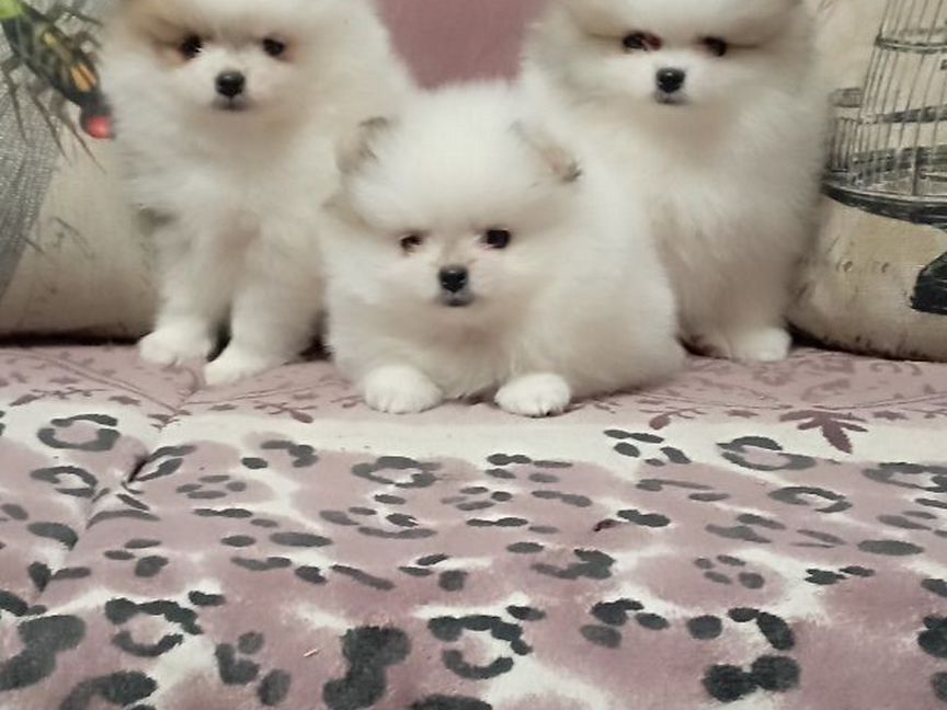 Патиколорный померанский эксклюзив