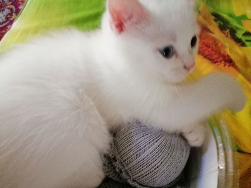 Котенок полукровка девочка белая