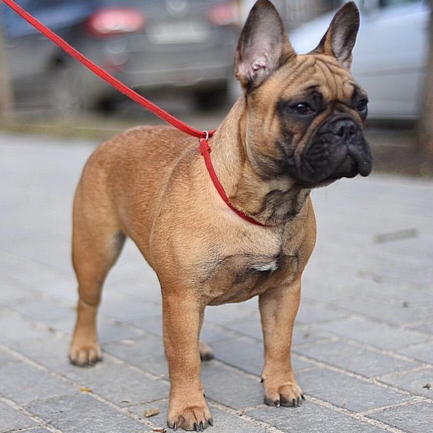 Французский бульдог, щенок