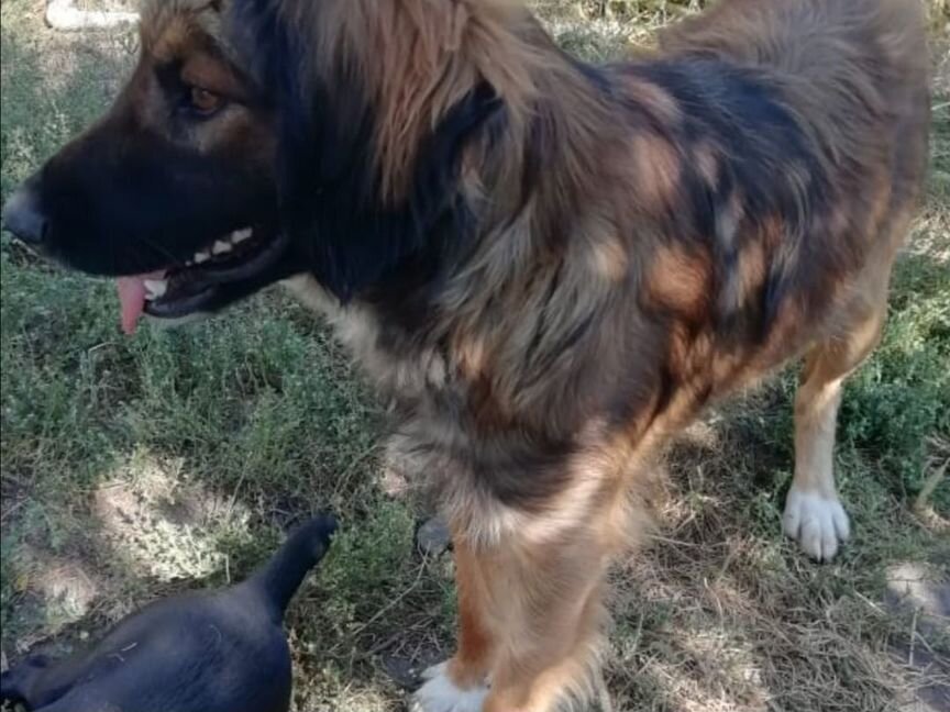 Кобель годовалый