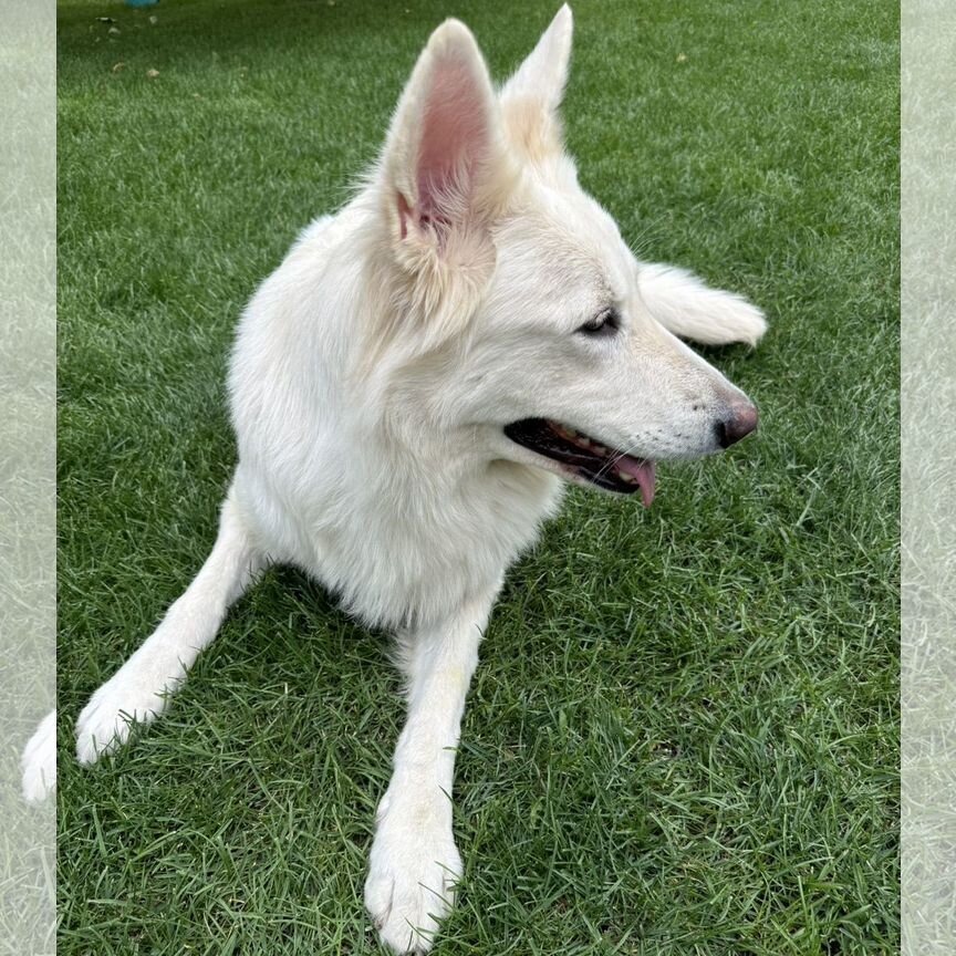 Овчарка бшо в добрые руки