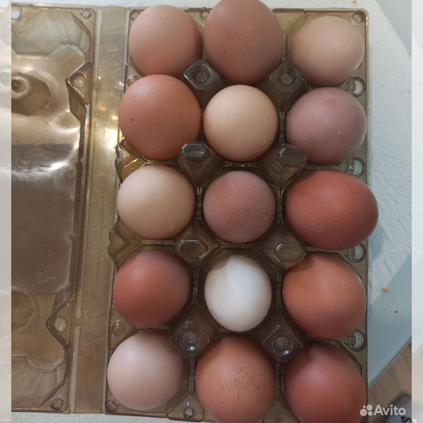 Инкубационное яйцо кур несушек