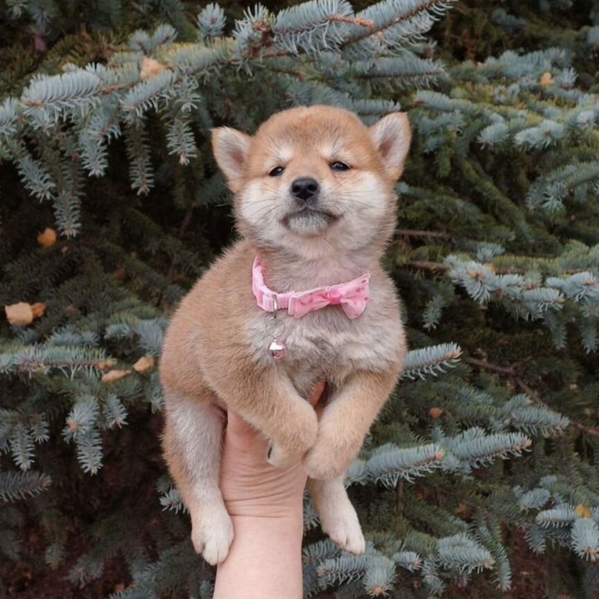 Щенки сиба ину