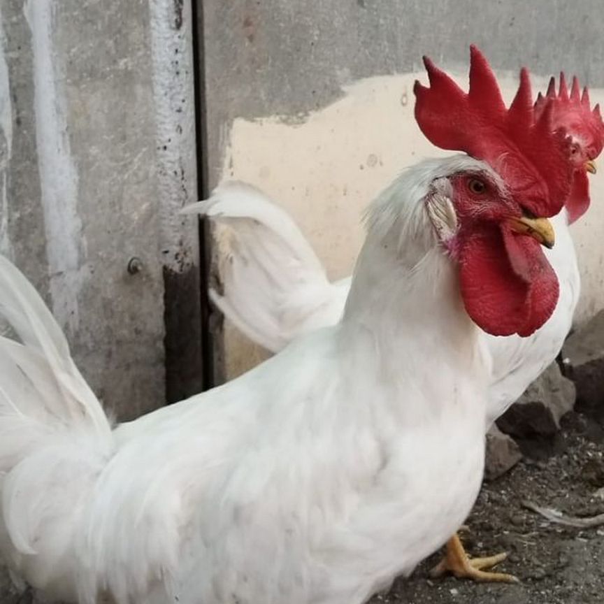 Продажа птицы