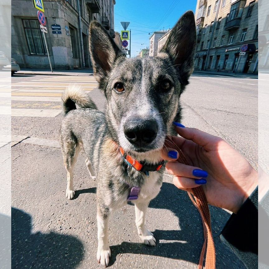 Лайка, взрослый пёс