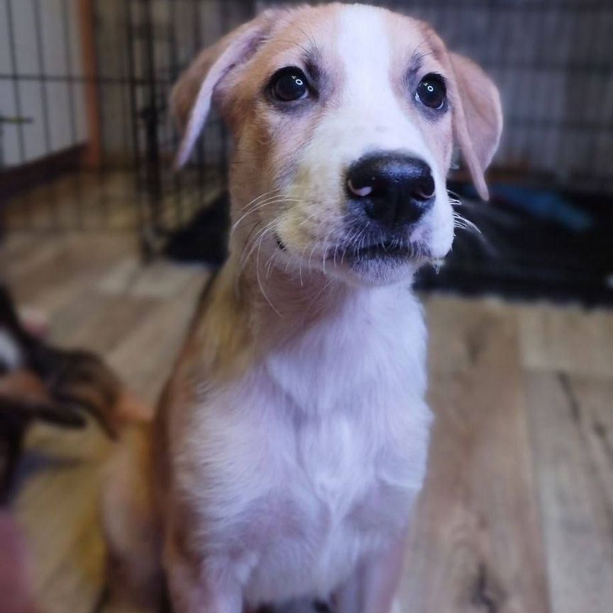 Щенок мальчик в добрые руки