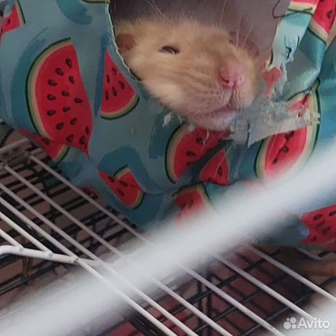 Декоративные крыски