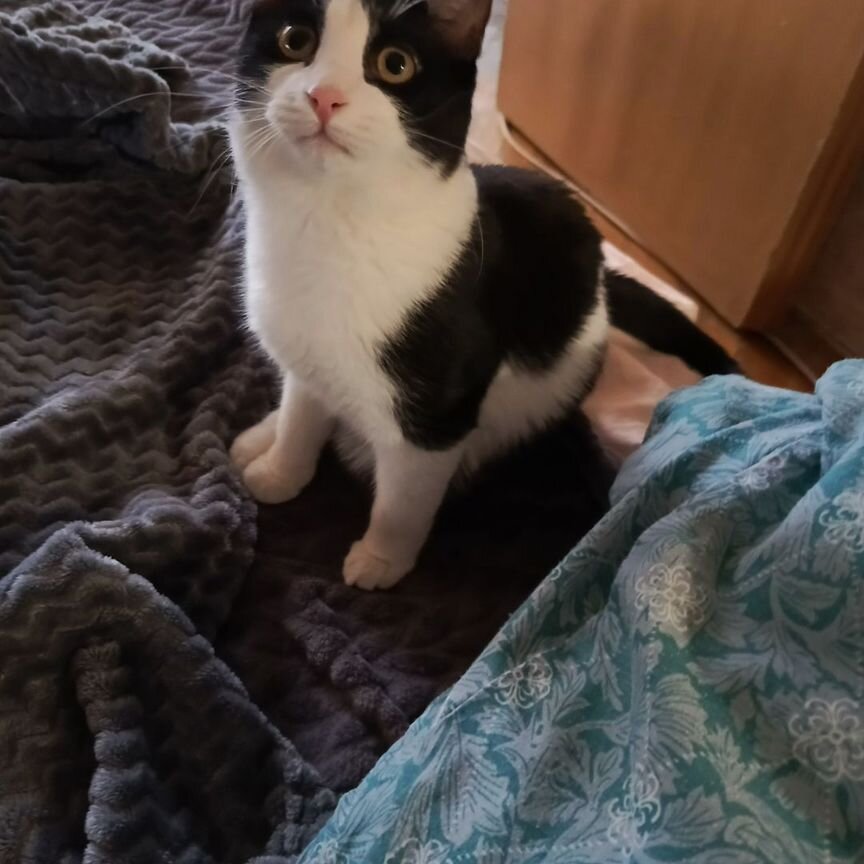 Котенок в добрые руки