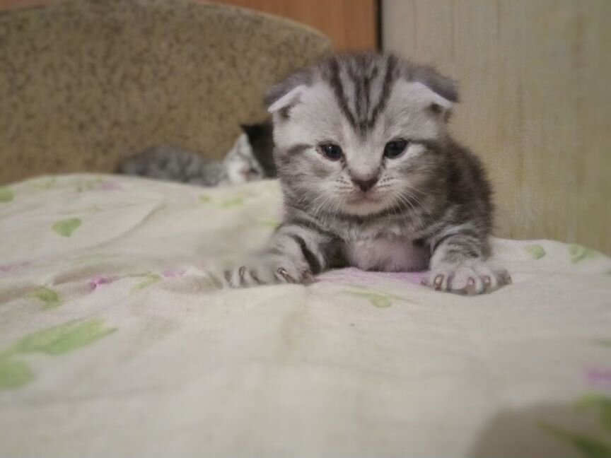 Шотландские и вислоухие и прямоухие котятки
