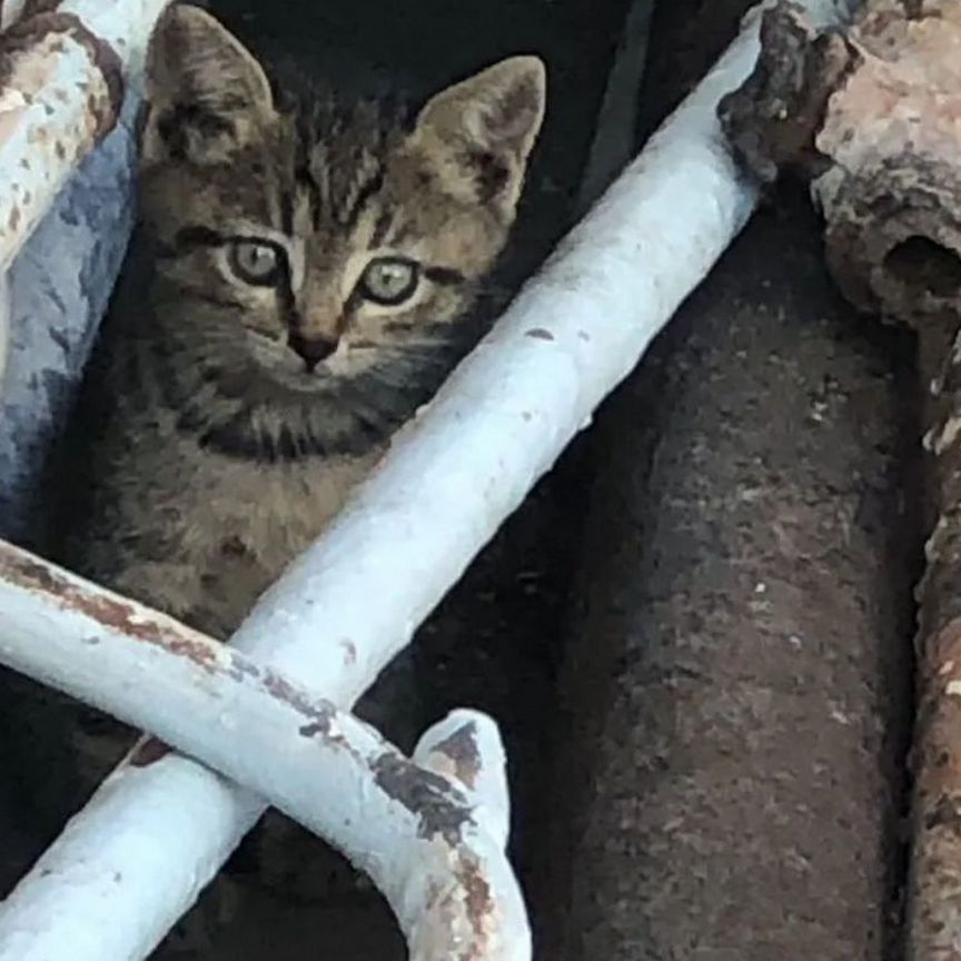 Котята на улице