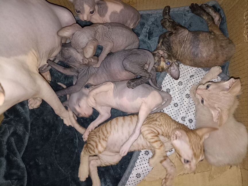 Котята сфинкс