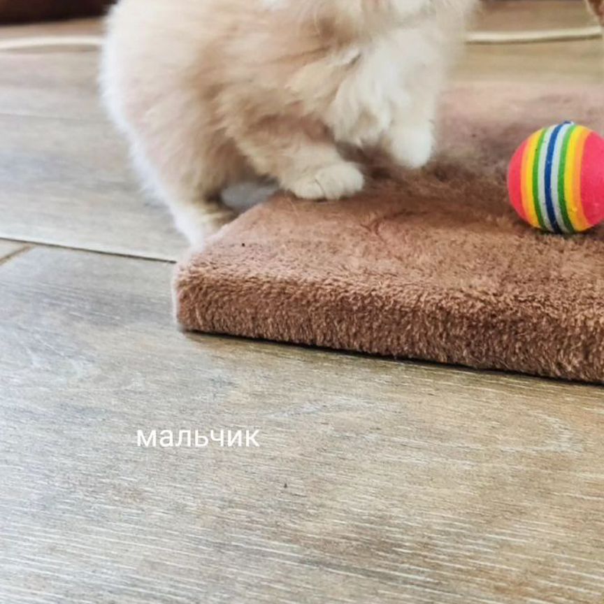 Курильский бобтейл