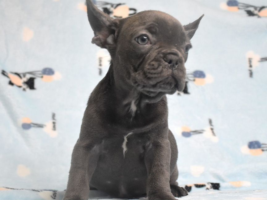 Голубые мальчишки