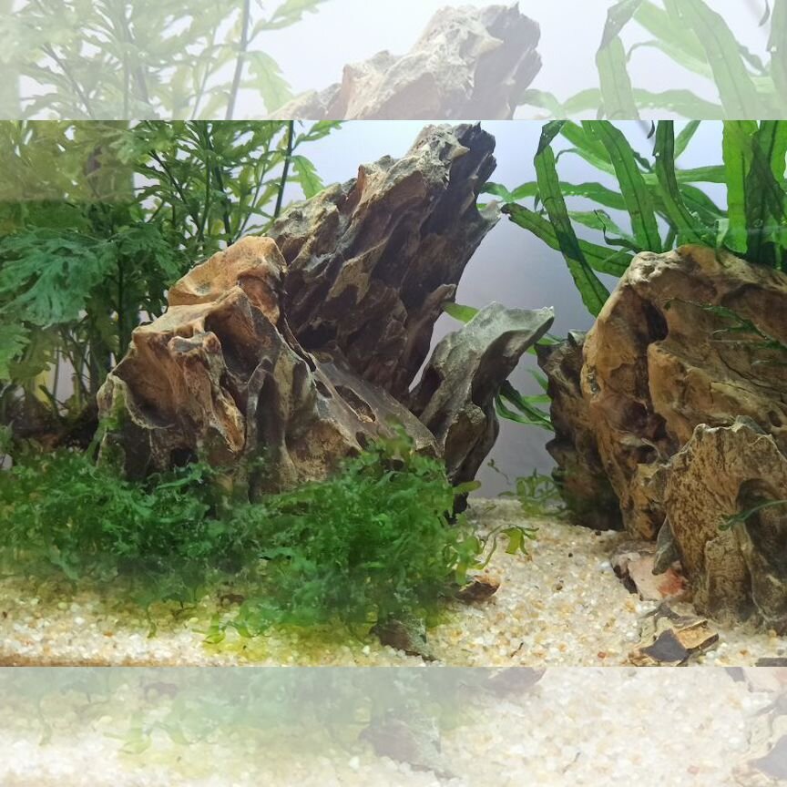 Аквариумные растения. Папоротники