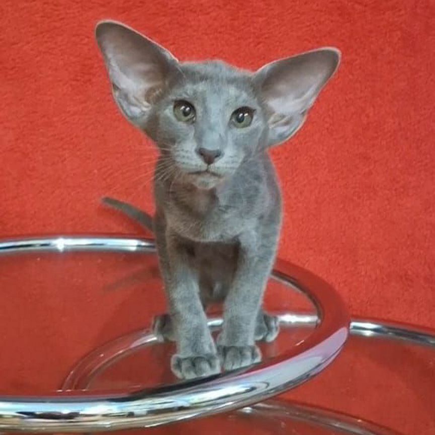 Ориентальные котята экстрим